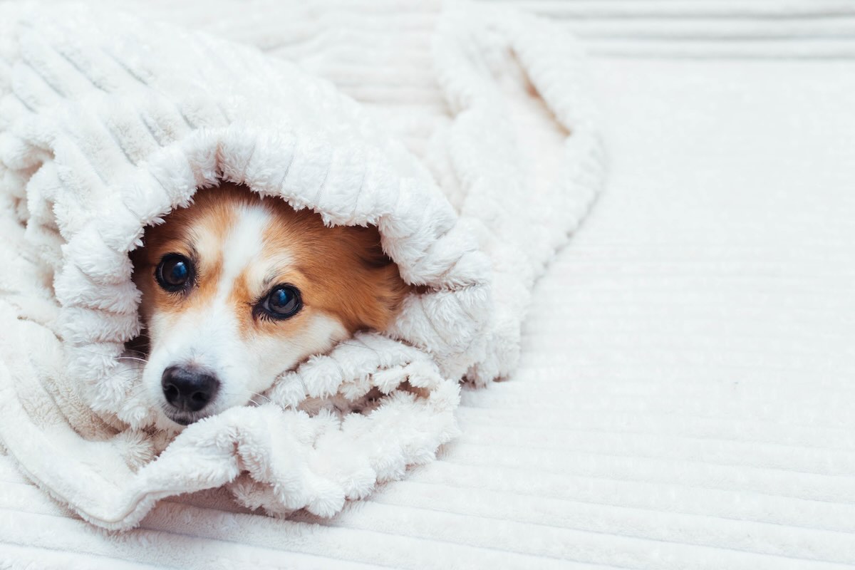 Winter With a Dog in Phoenix: Tips, Safety, and Fun Activities